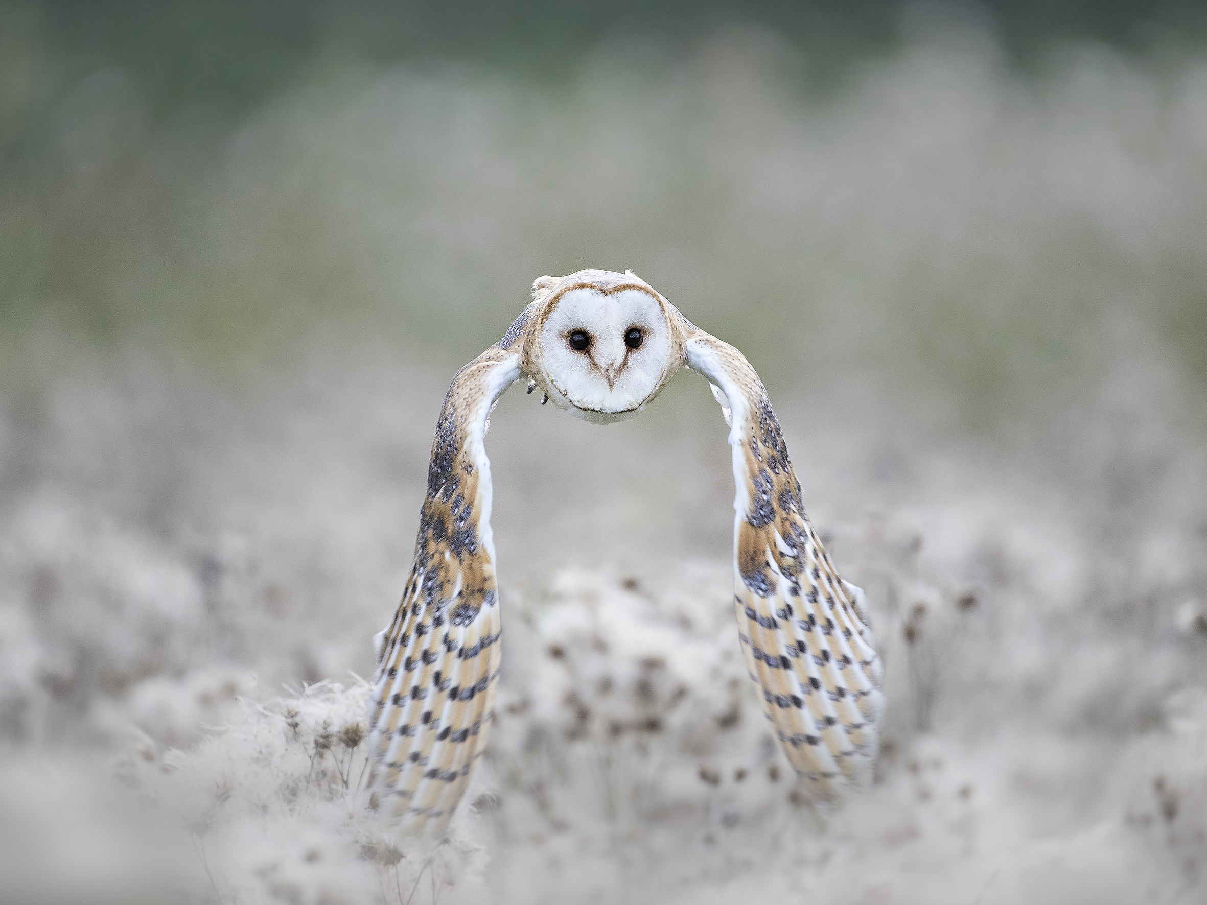 Barbagianni | Lipu ODV